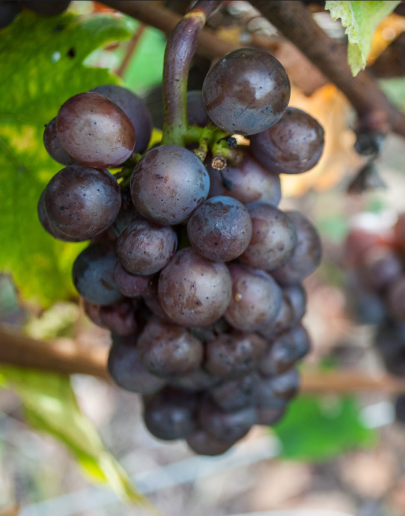 Cheers To Our In-Store Wine Sale - Up North Blog