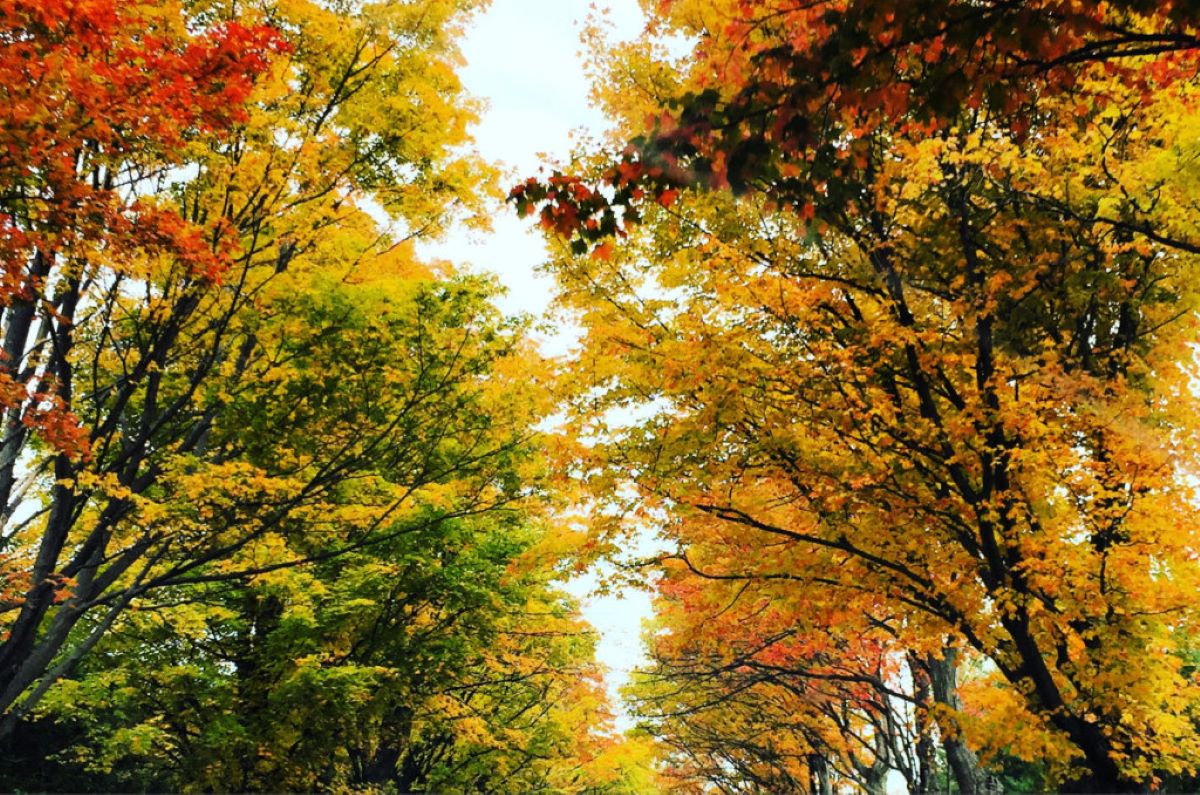 Leaf Day Wrap Up For 2015 - Up North Blog