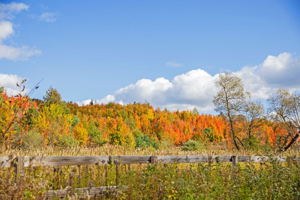 Leaf Day: A Great Republic Holiday - Up North Blog